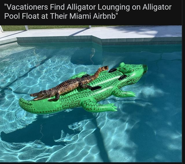 "Vacationers Find Alligator Lounging on Alligator Pool Float at Their ...