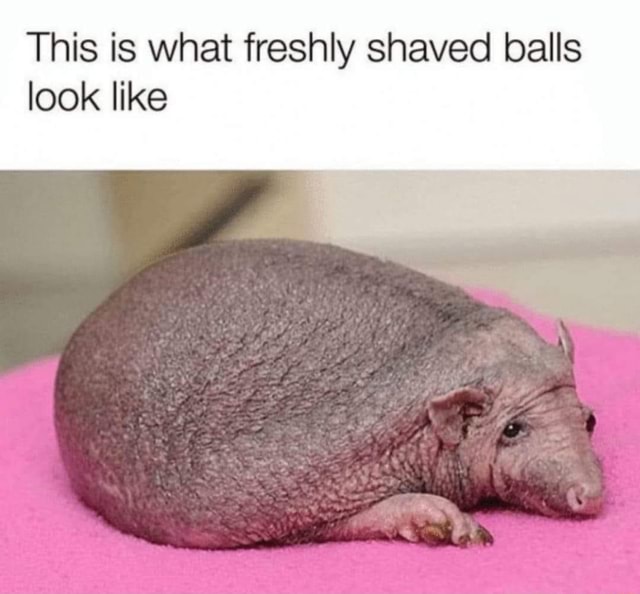 This is what freshly shaved balls look like - iFunny Brazil