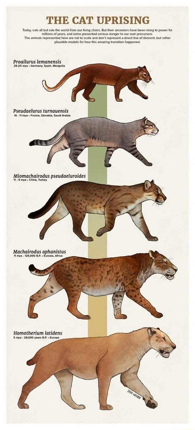 THE CAT UPRISING IFunny the-cat-uprising-ifunny