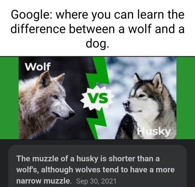 Google: where you can learn the difference between a wolf and a dog ...