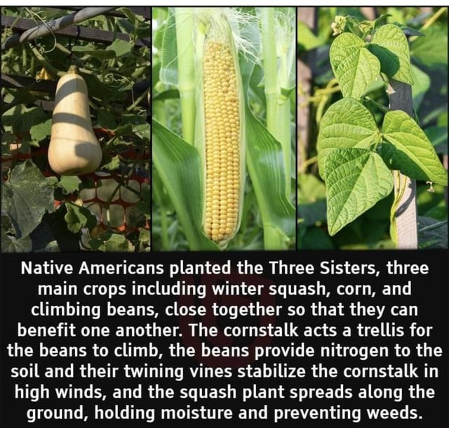 Native Americans planted the Three Sisters, three main crops including ...