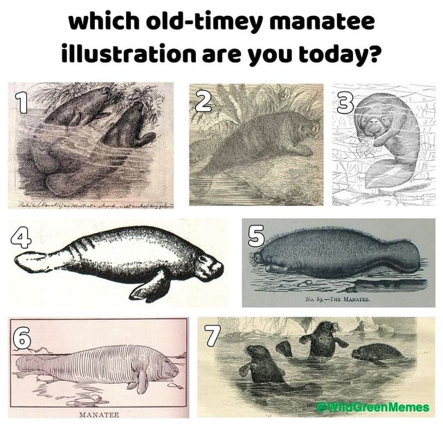 🤔 Meme by @beingevolved - which old-timey manatee illustration are you ...