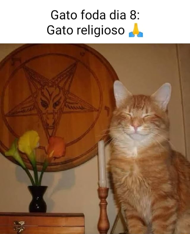 Gato foda dia 8: Gato religioso - iFunny Brazil