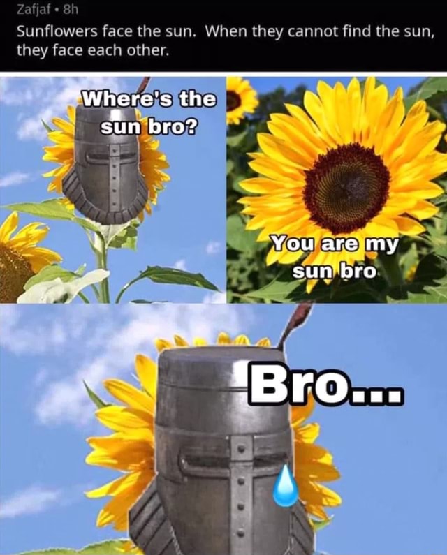 Zafiaf Sunflowers face the sun. When they cannot find the sun, they ...