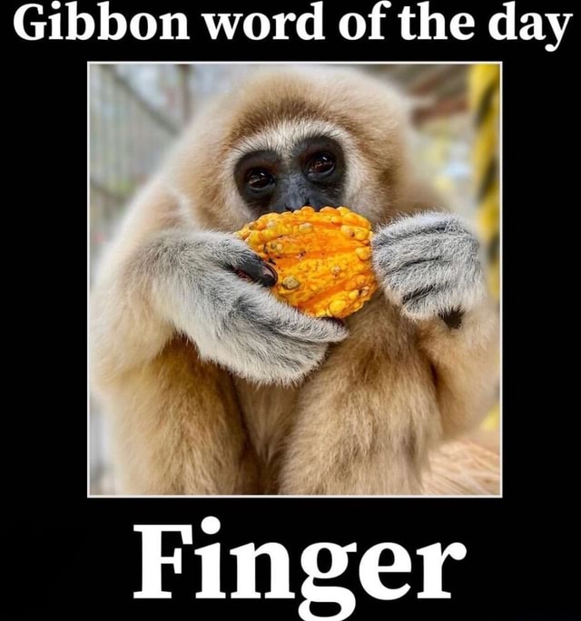 Gibbon word of the day Finger - iFunny