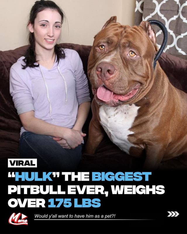 Meet Hulk, the world's largest Pit Bull, who weighs a hefty 175 pounds ...