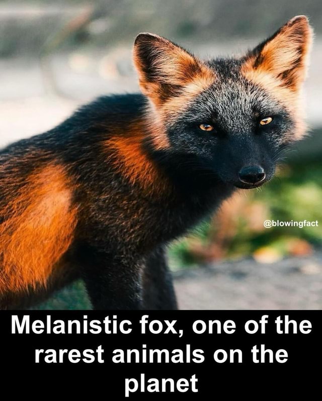 Melanistic foxes, a rare variation of the red fox species, are known ...