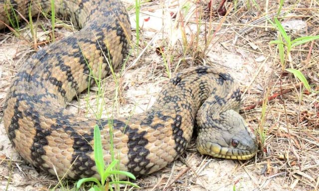 The diamondback watersnake is the largest water snake in Texas, growing ...
