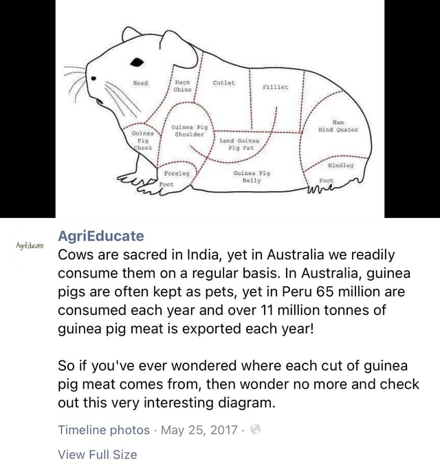 AgriEducate Pig Cows are sacred in India, yet in Australia we readily ...
