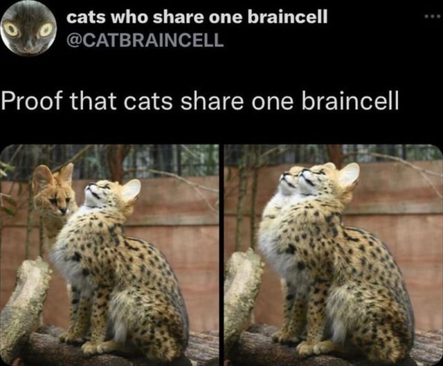 Proof that cats share one braincell - iFunny