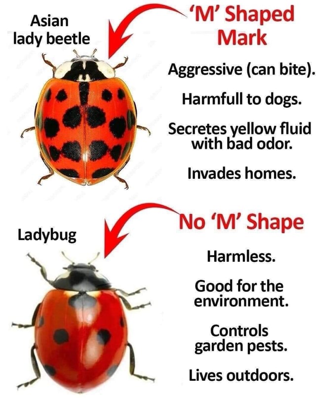 Asian lady beetle 'M' Shaped Mark Aggressive (can bite). Harmfull to ...