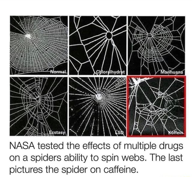 Ff fem. NASA tested the effects of multiple drugs on a spiders ability ...