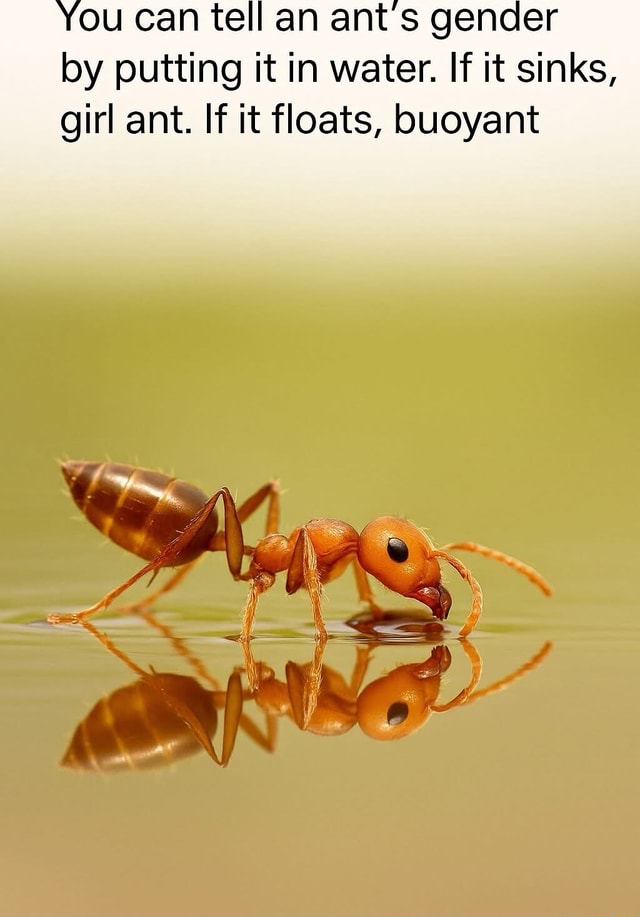 You can tell an ant's gender by putting it in water. If it sinks, girl ant. If it floats ...