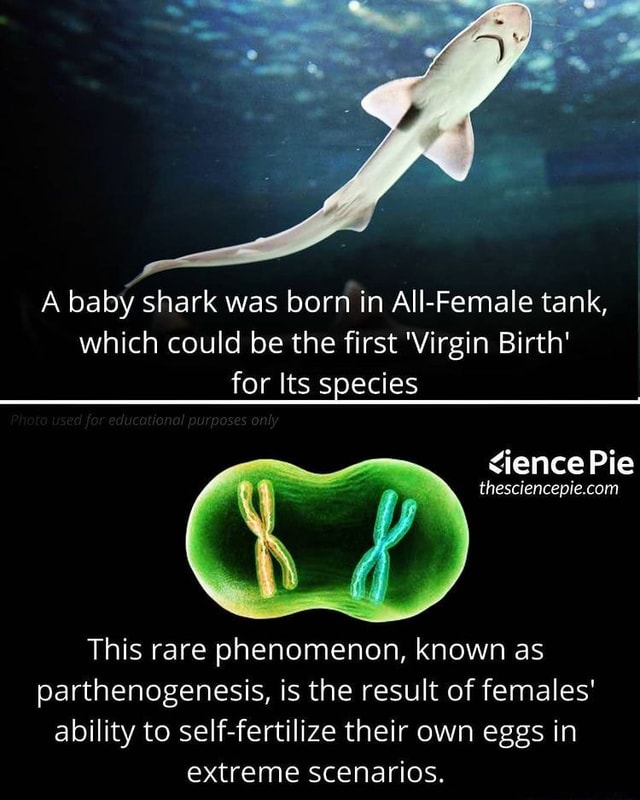 A baby shark was born in All-Female tank, which could be the first ...