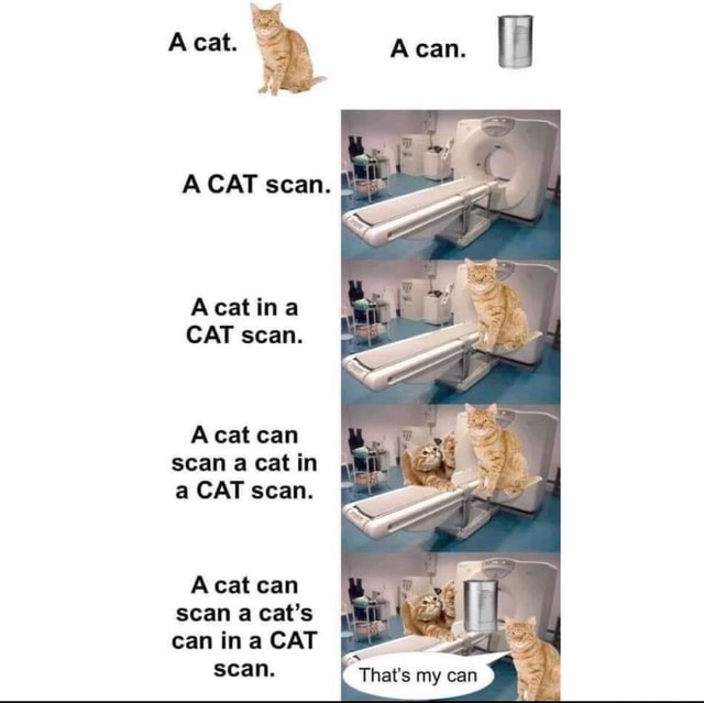 CAT scan. cat CAT scan. Acat can scan a cat in a CAT scan. cat can scan ...