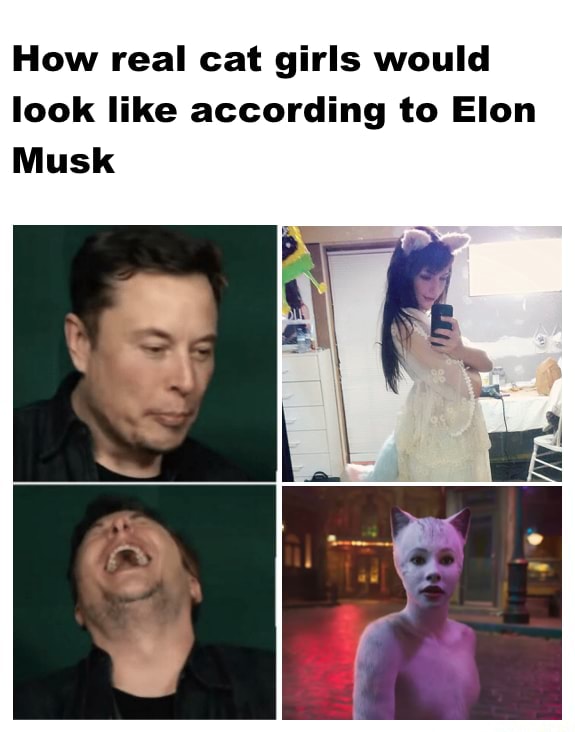 How real cat girls would look like according to Elon Musk - iFunny
