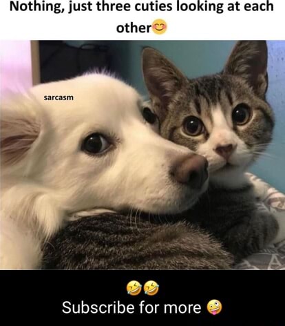 Nothing, just three cuties looking at eac! other Subscribe for more ...