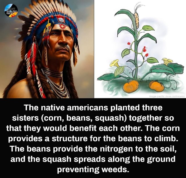 The native americans planted three sisters (corn, beans, squash ...