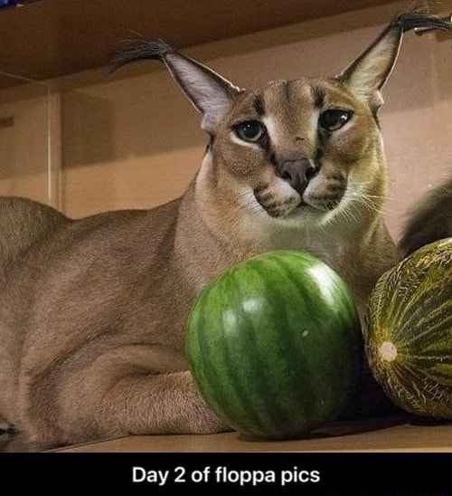 Day 2 of floppa pics - Day 2 of floppa pics - iFunny