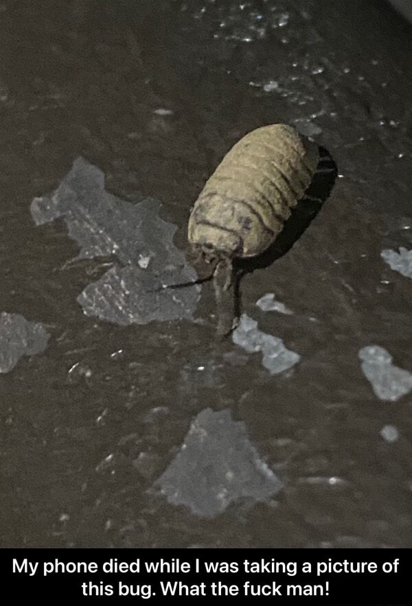 My phone died while I was taking a picture of this bug. What the fuck ...