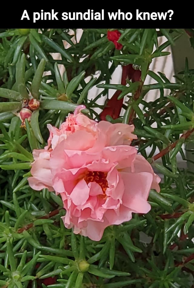 A pink sundial who knew? - America’s best pics and videos