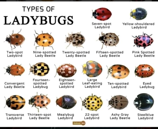TYPES OF LADYBUGS Seven-spot Yellow-shouldered Ladybird Ladybird Two ...