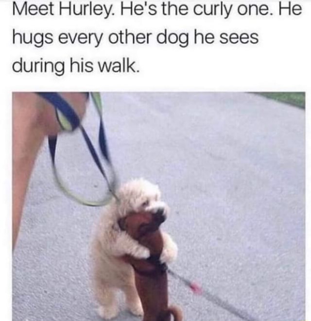 Meet Hurley. He's the curly one. He hugs every other dog he sees during ...