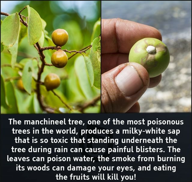 The manchineel tree, one of the most poisonous trees in the world ...