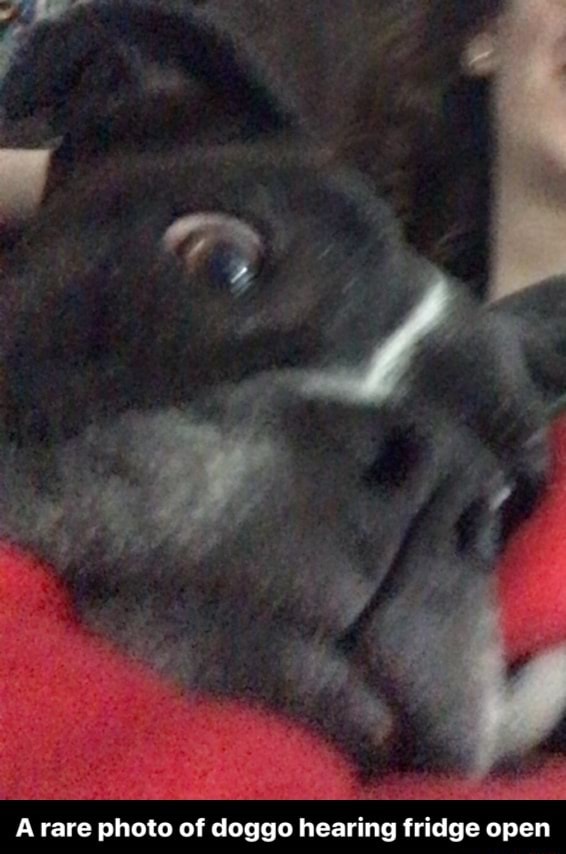 A rare photo of doggo hearing fridge open - A rare photo of doggo ...