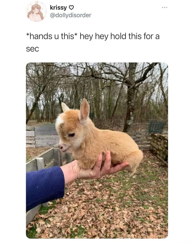 Krissy @dollydisorder *hands u this* hey hey hold this for a sec - iFunny