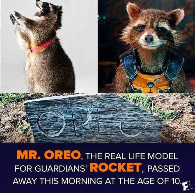MR. OREO, THE REAL LIFE MODEL FOR GUARDIANS' ROCKET, PASSED AWAY THIS ...