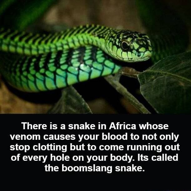 There is a snake in Africa whose venom causes your blood to not only ...
