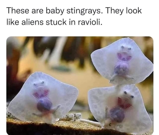 These are baby stingrays. They look like aliens stuck in ravioli ...