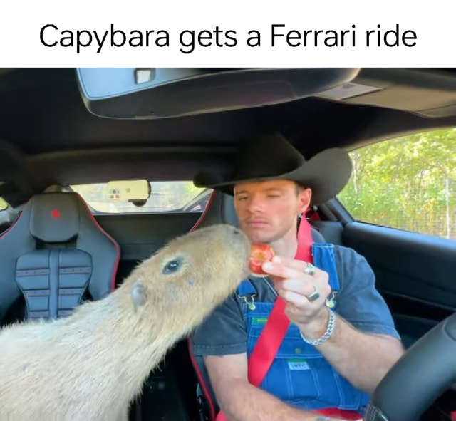 Capybara gets a Ferrari ride on - iFunny