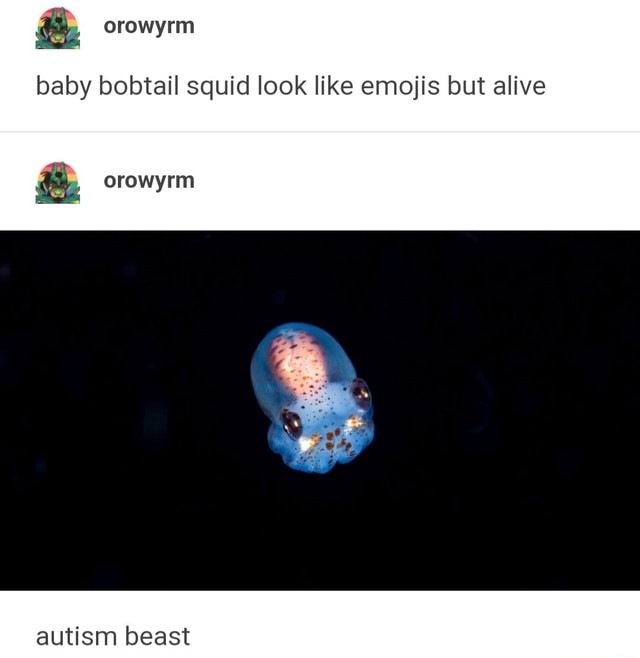 Baby bobtail squid look like emojis but alive orowyrm autism beast - iFunny