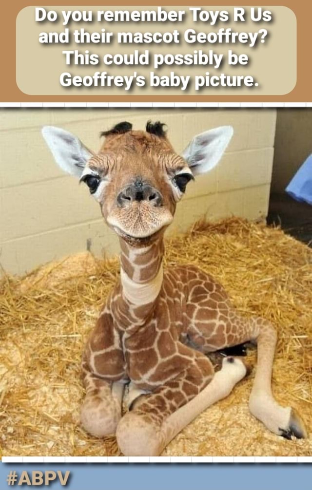 Do you remember Toys R Us and their mascot Geoffrey? This could ...