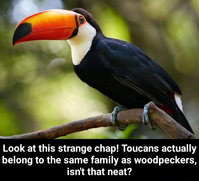 Look at this strange chap! Toucans actually belong to the same family ...