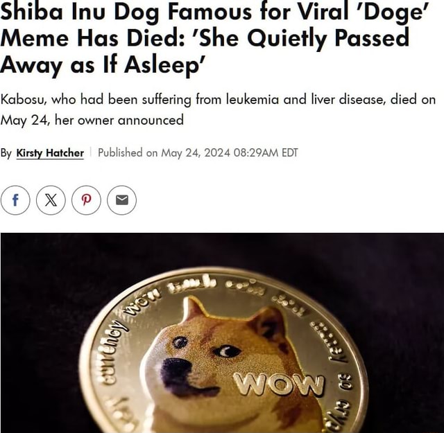 Shiba Inu Dog Famous for Viral 'Doge' Meme Has Died: 'She Quietly ...