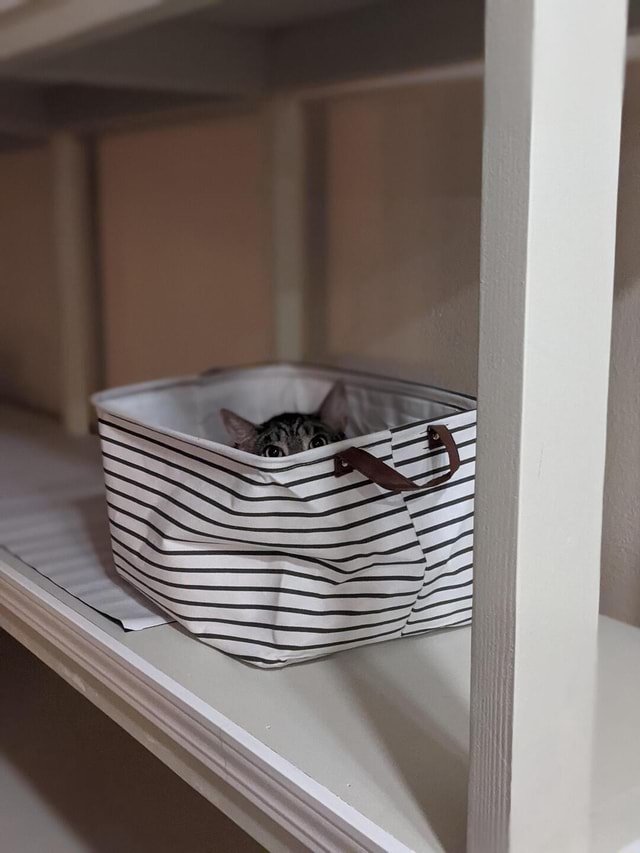 Sneaky monster - iFunny