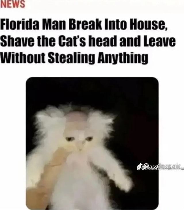 NEWS Florida Man Break Into House, Shave the Cat's head and Leave ...