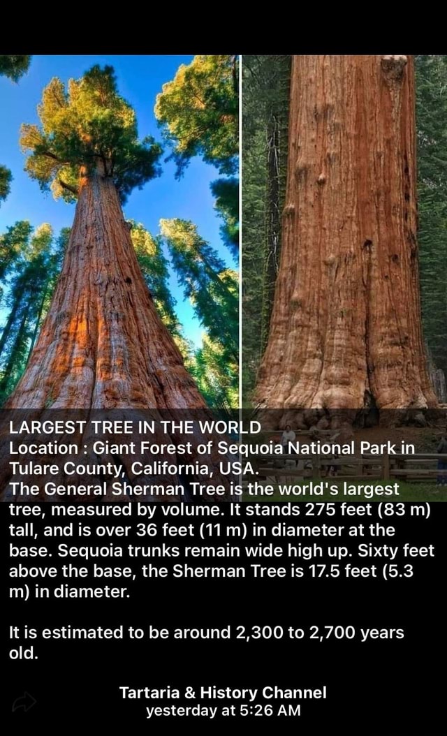 LARGEST TREE IN THE WORLD Location : Giant Forest of Sequoia National ...