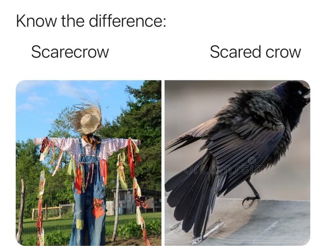 Know the difference: Scarecrow Scared crow - iFunny