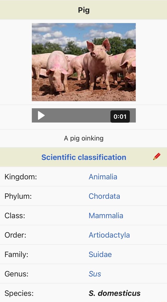 Pig pig oinking Scientific classification Kingdom: Animalia Phylum ...