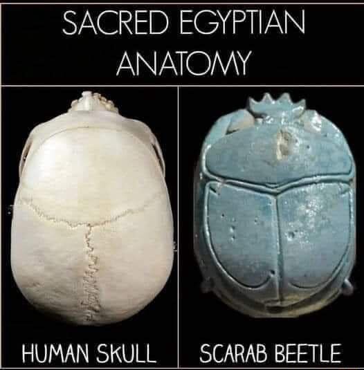 SACRED EGYPTIAN ANATOMY HUMAN SKULL SCARAB BEETLE - iFunny
