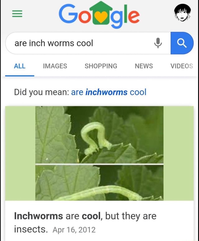ALL IMAGES SHOPPING NEWS VIDEOS Did you mean: are inchworms cool ...