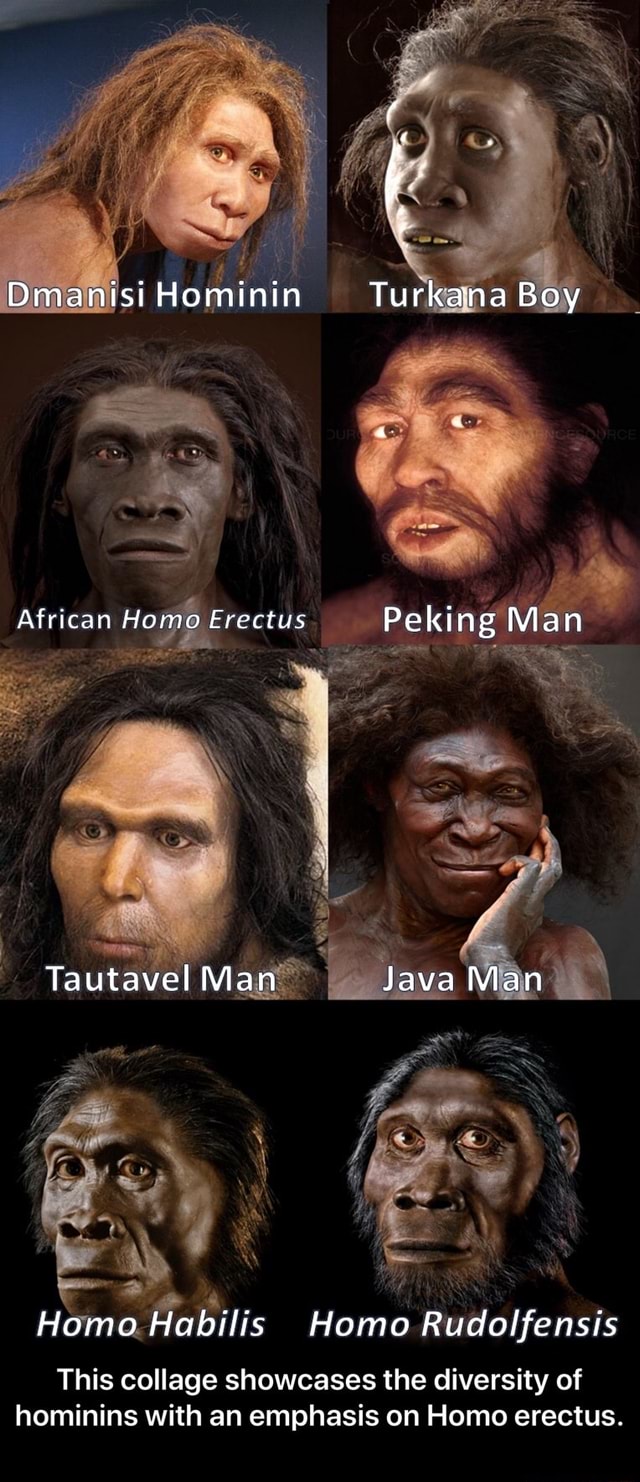 Dmanisi Hominin Turkana Boy African Homo Erectus Peking Man Tautavel ...
