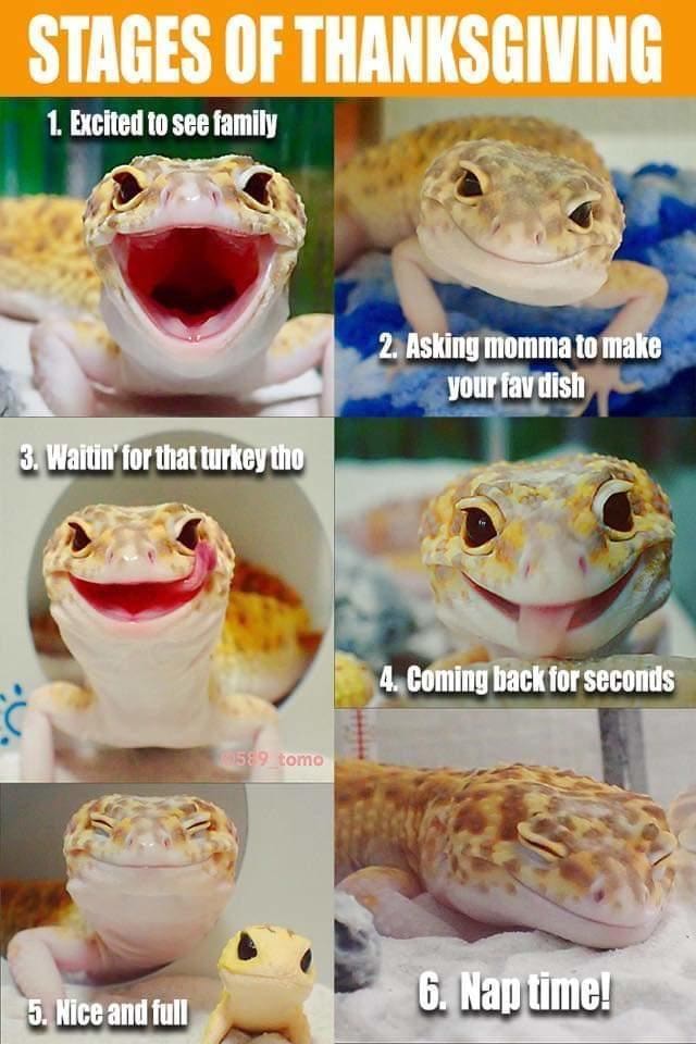 Happy Thanksgiving!! - STAGES OF THANKSGIVING 1. Excited to see family ...