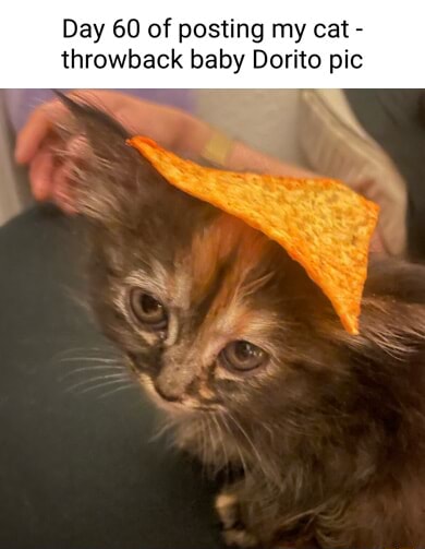 Day 60 of posting my cat - throwback baby Dorito pic - iFunny