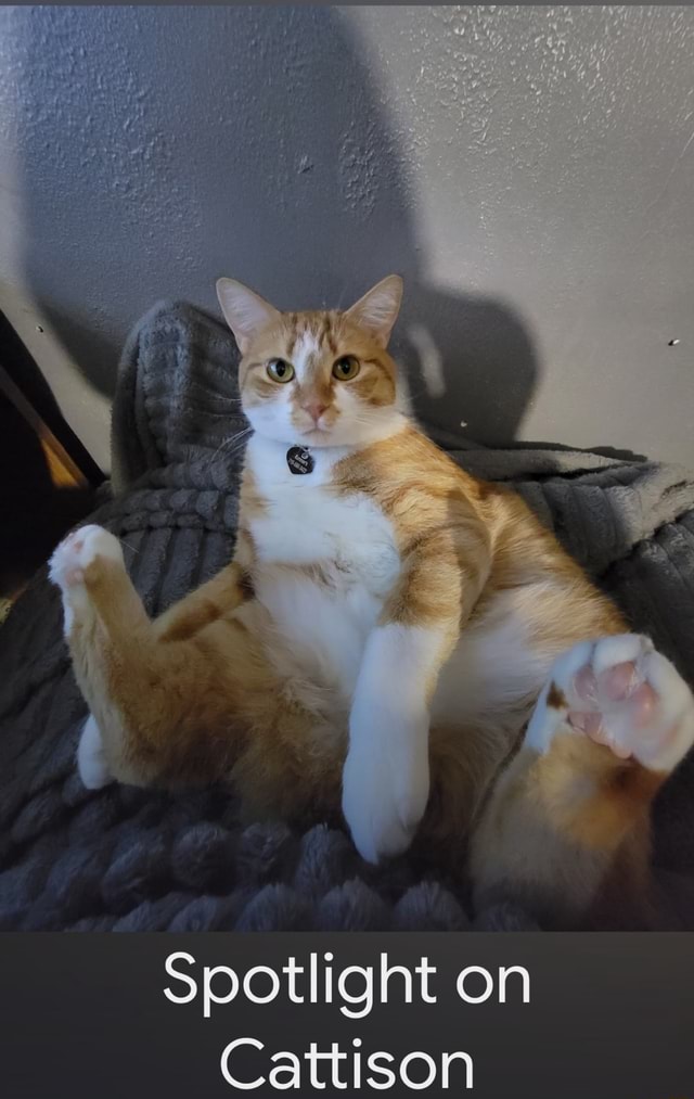 Spotlight on Cattison - iFunny