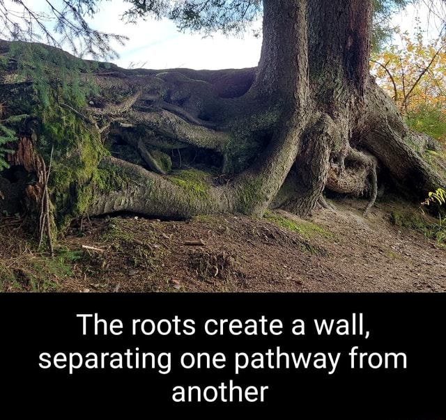 The roots create a wall, separating one pathway from another - iFunny